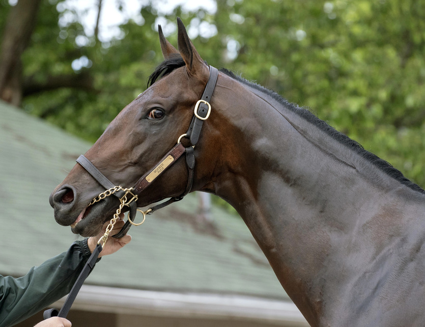 Belmont Stakes Contender Profile: Baeza - BUSR News
